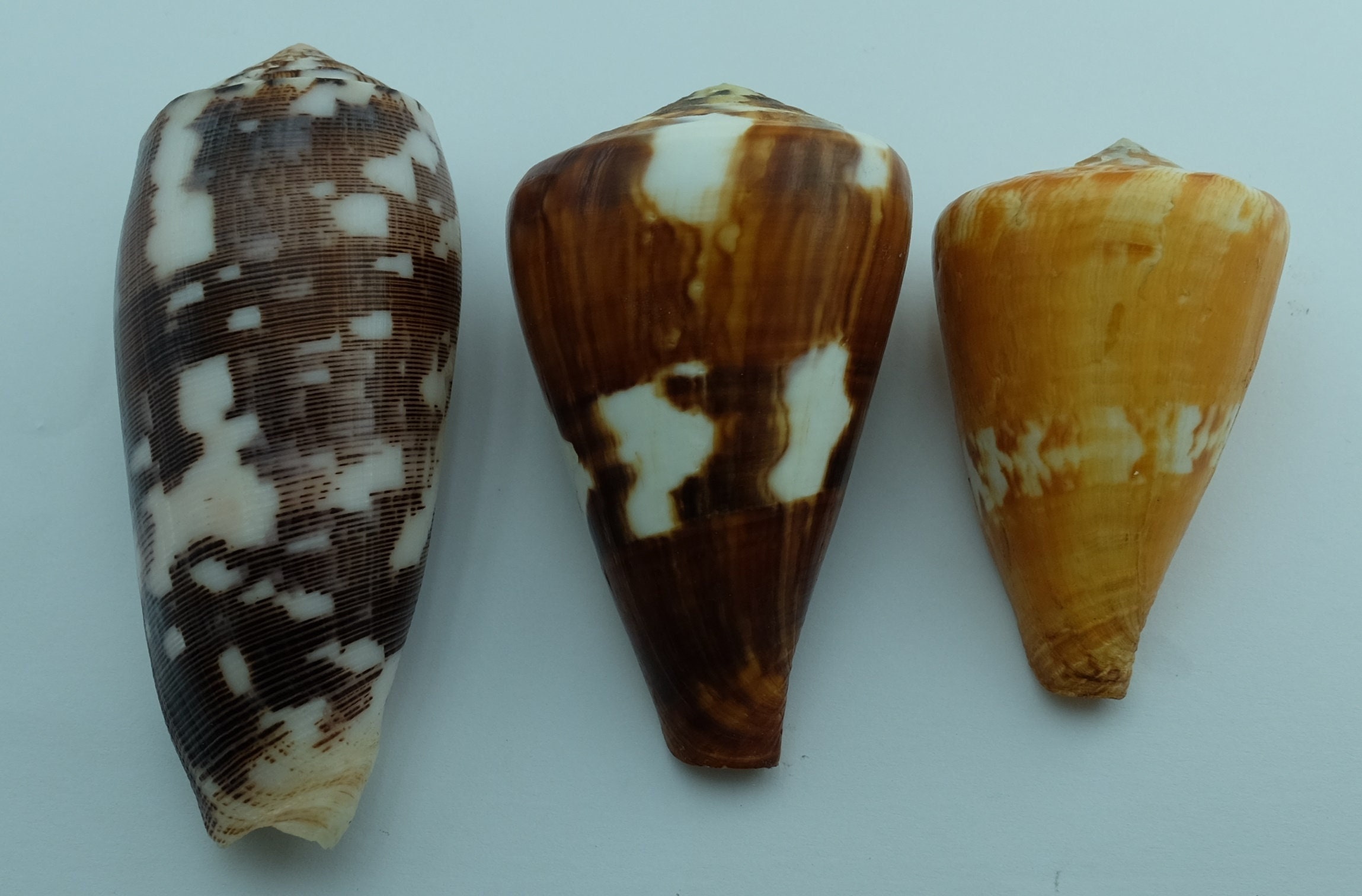 Philippine Cone Shells Assorted Cone Crabs Oddities Taxidermy - Etsy