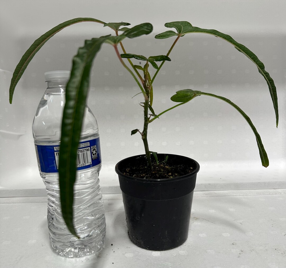 Abelmoschus Manihot Sp. Papua Cenderawasih - Etsy