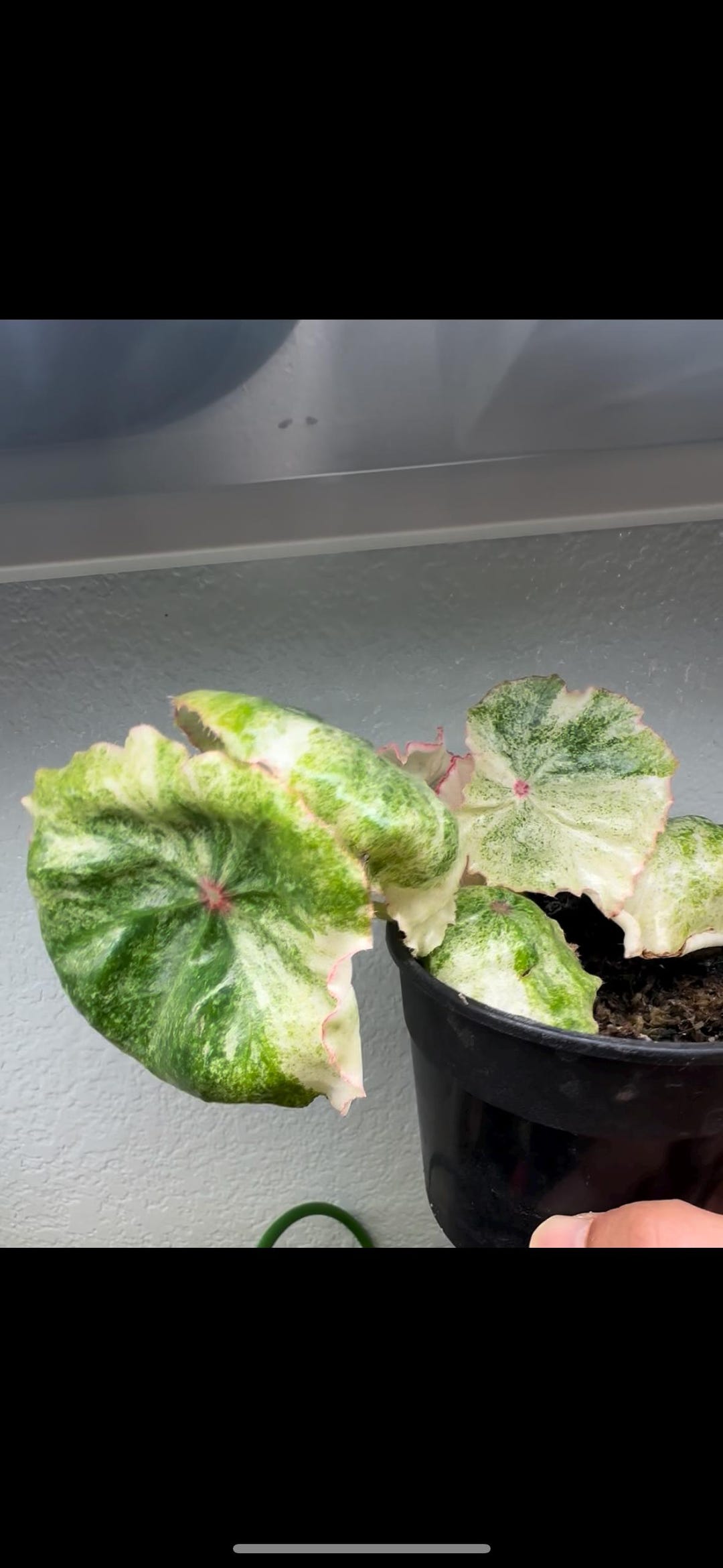 Begonia Rouge Variegated - Etsy