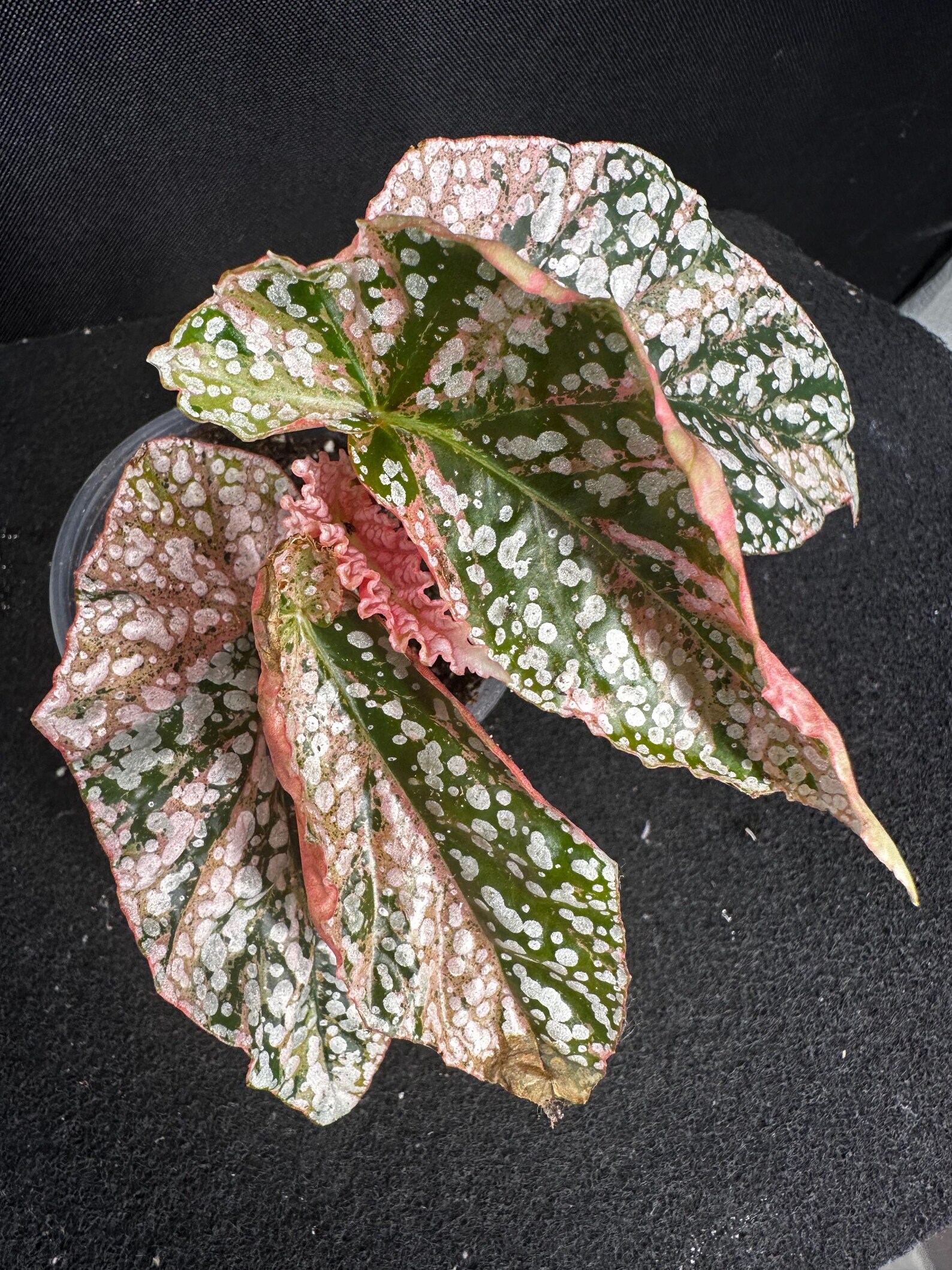 Begonia Snow Capped Variegated. - Etsy