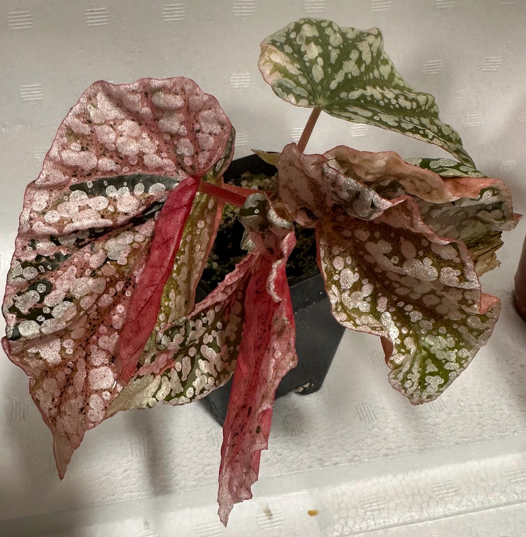 Begonia Snow Capped Variegated. - Etsy
