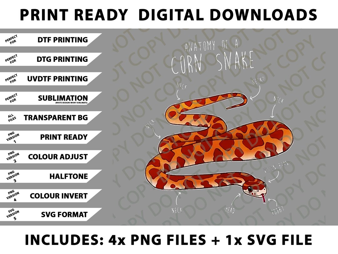 Anatomy of a Corn Snake Png Bundle, SVG Files, Digital Downloads - Etsy