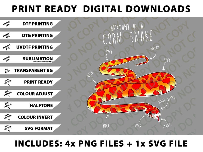 Anatomy of a Corn Snake Png Bundle, SVG Files, Digital Downloads - Etsy