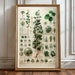 Chlorophyll Science Print Botanical Flower Print Floral Gift Poster ...