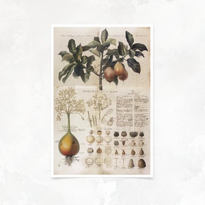 Neutral Botanical Illustration Art Plant Art Flower Print Trendy ...