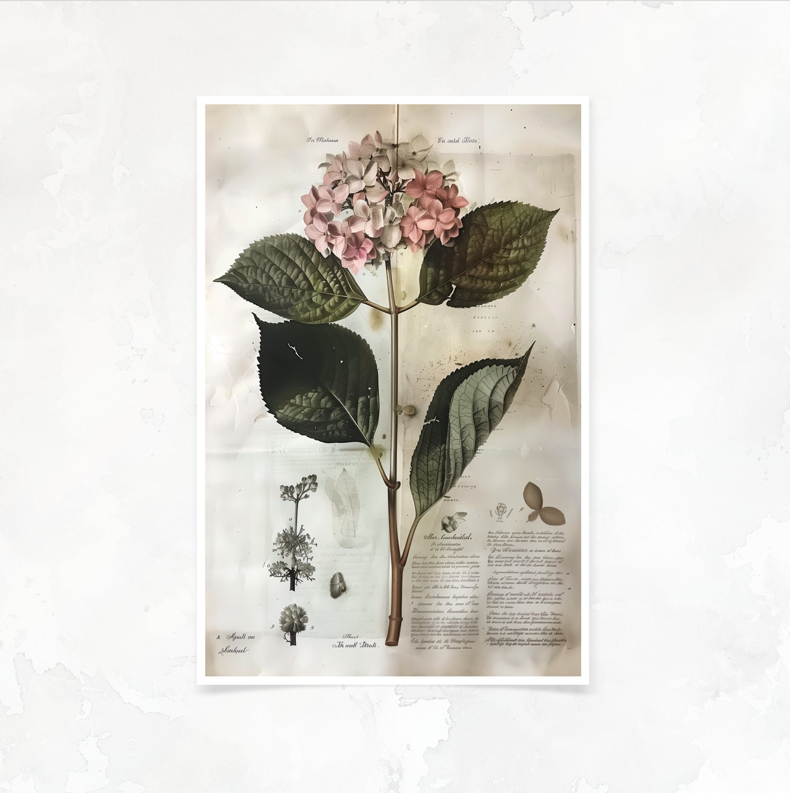 Hydrangea Art Neutral Botanical Plant Art Flower Print Trendy Interior ...
