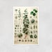 Chlorophyll Science Print Botanical Flower Print Floral Gift Poster ...