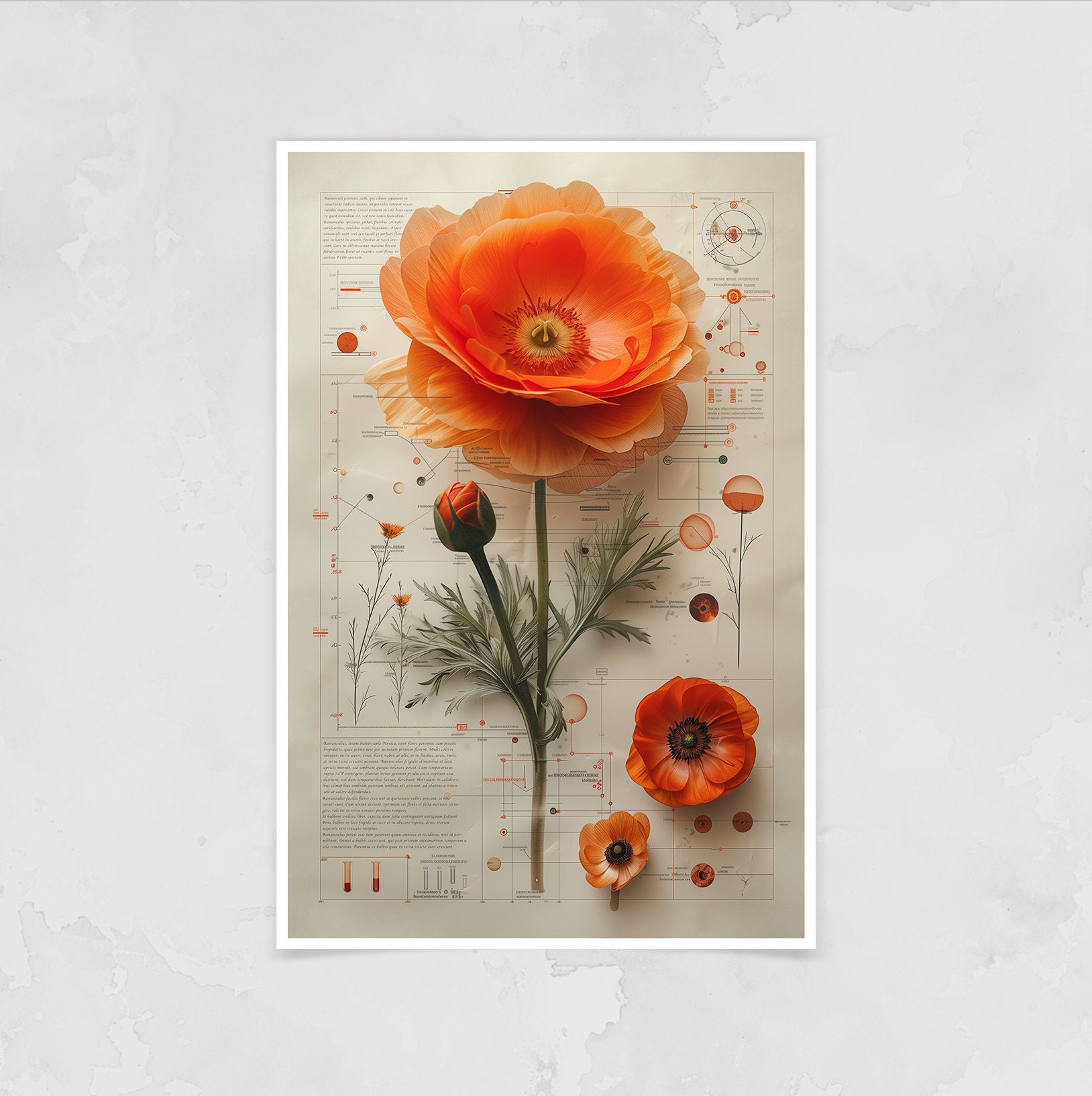 Floral Print Ranunculus Scientific Botanical Flower Print Floral Poster ...