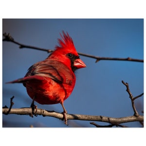 Cardinal Art Print 1 - Etsy