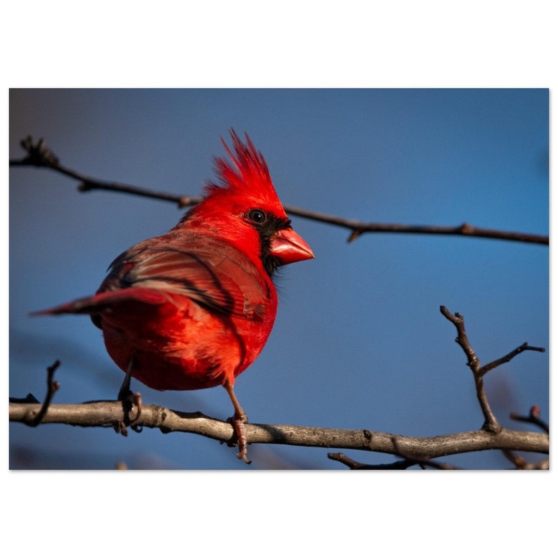 Cardinal Art Print 1 - Etsy