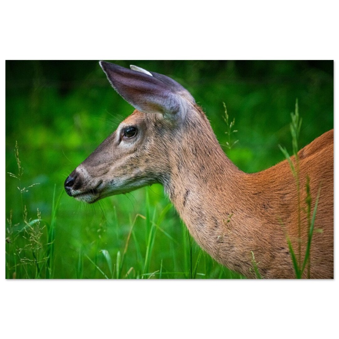 Deer Art Print 3 - Etsy