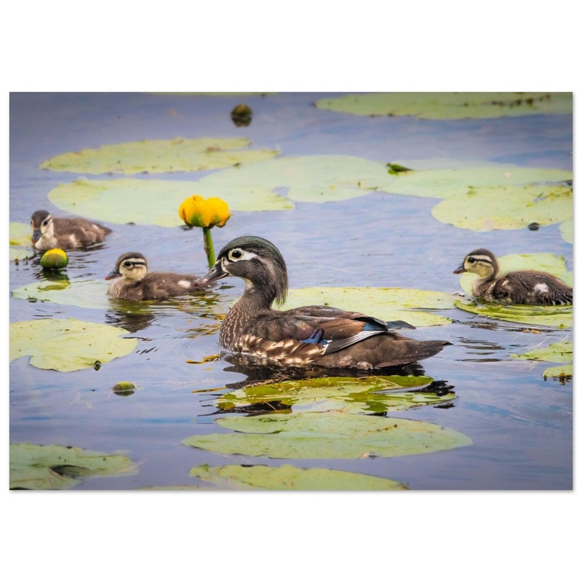 Wood Duck Art Print 2 - Etsy