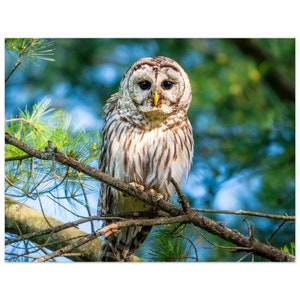 Barred Owl Art Print 1 - Etsy