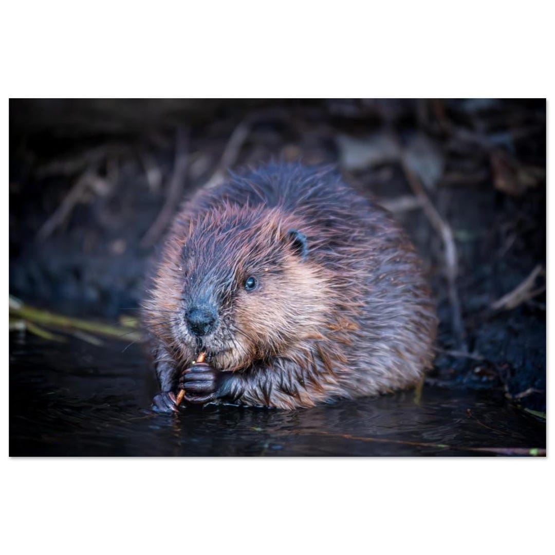 Beaver Art Print 8 - Etsy