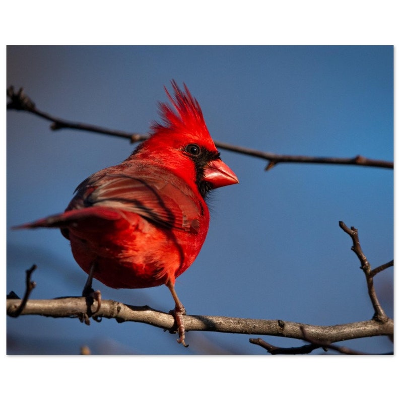 Cardinal Art Print 1 - Etsy