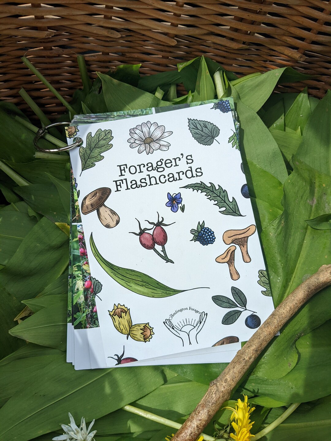 Forager's Flashcards | 25 Photographic Wild Food Foraging ...