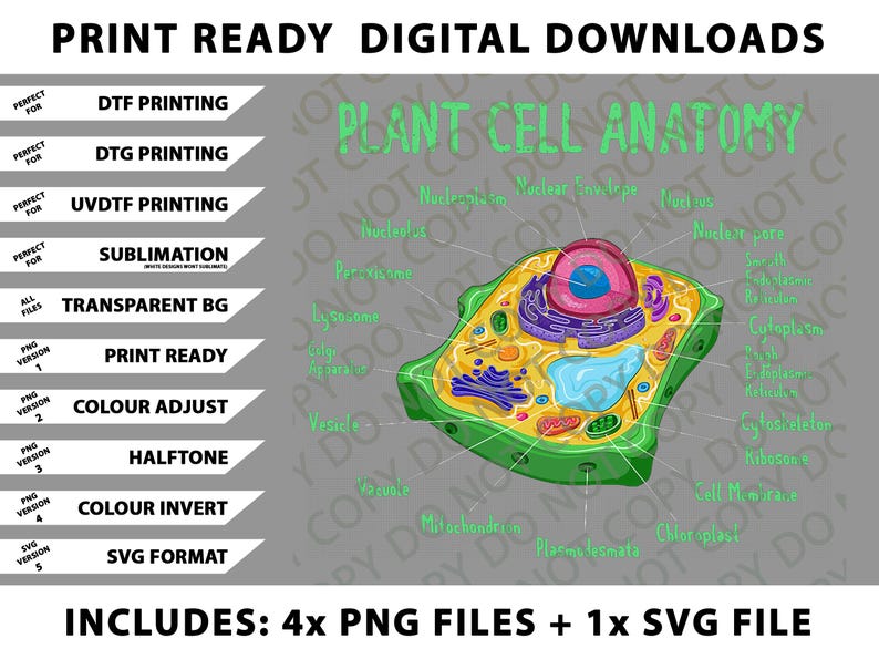 Anatomy of Plant Cell Biology Biologist Science Student Png Bundle, SVG ...