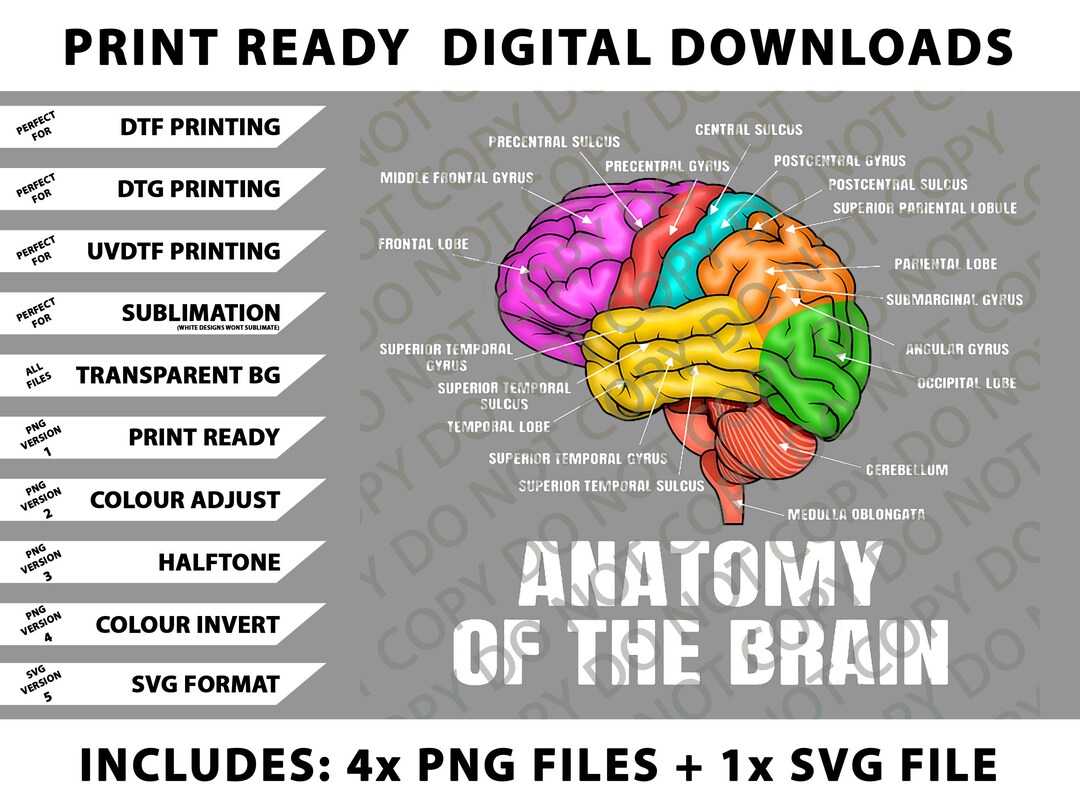 Anatomy of the Brain - Medical Science and Physiology Png Bundle, SVG ...