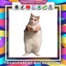 Transparent Background Cat Dancing EDM Meme Funny With Audio Stream ...