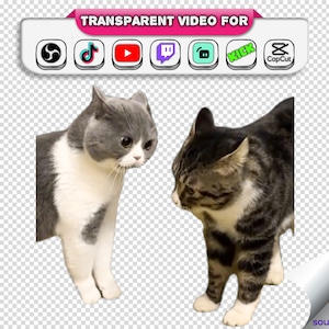 Transparent Background Talking Cats Meme With Audio Stream Alert Webm ...