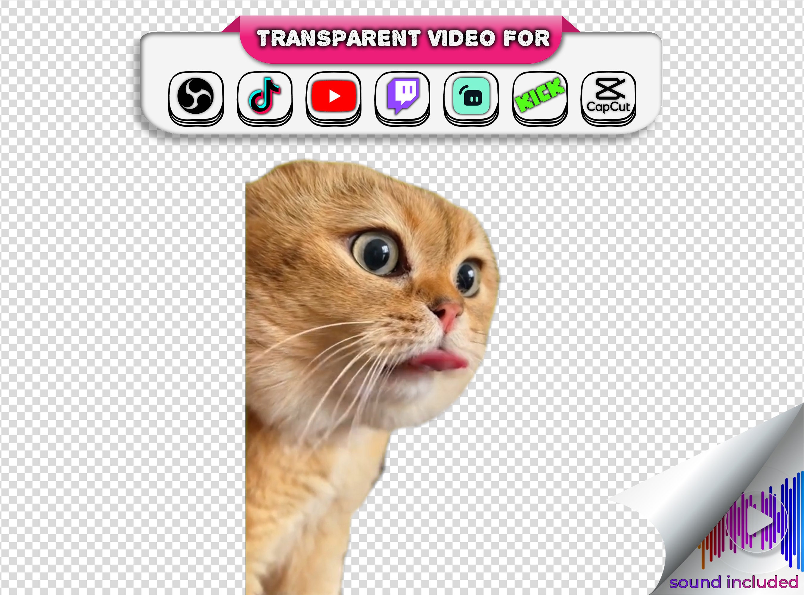 Talking Cat Meme Transparent Background Funny Cat Talking Tiktok Meme ...