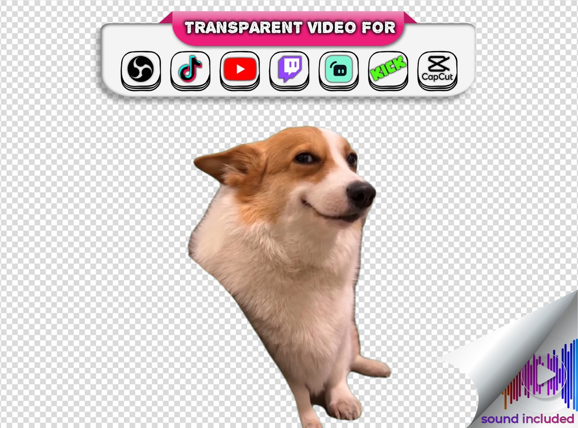 Smiling Corgi Dog Meme Transparent Background Funny Corgi Dog Tiktok ...