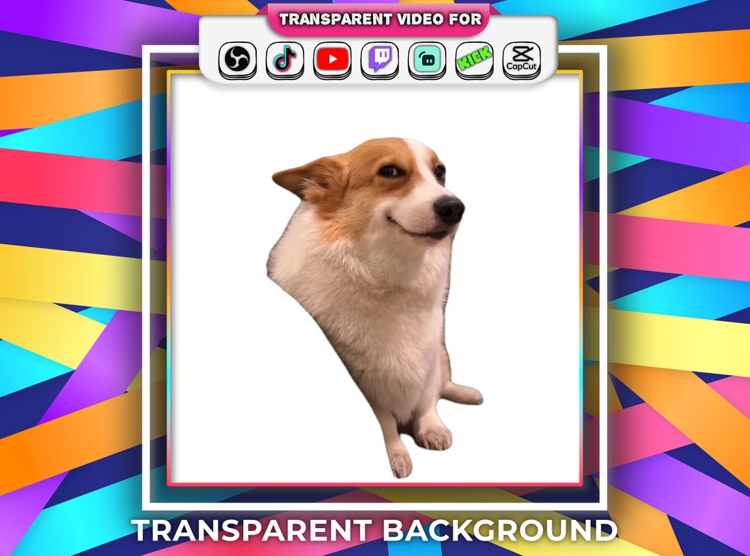 Smiling Corgi Dog Meme Transparent Background Funny Corgi Dog Tiktok ...