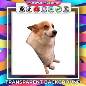 Smiling Corgi Dog Meme Transparent Background Funny Corgi Dog Tiktok ...