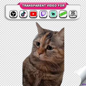 Sad Meowing Cat Meme Transparent Background Dramatic Cat Funny With ...