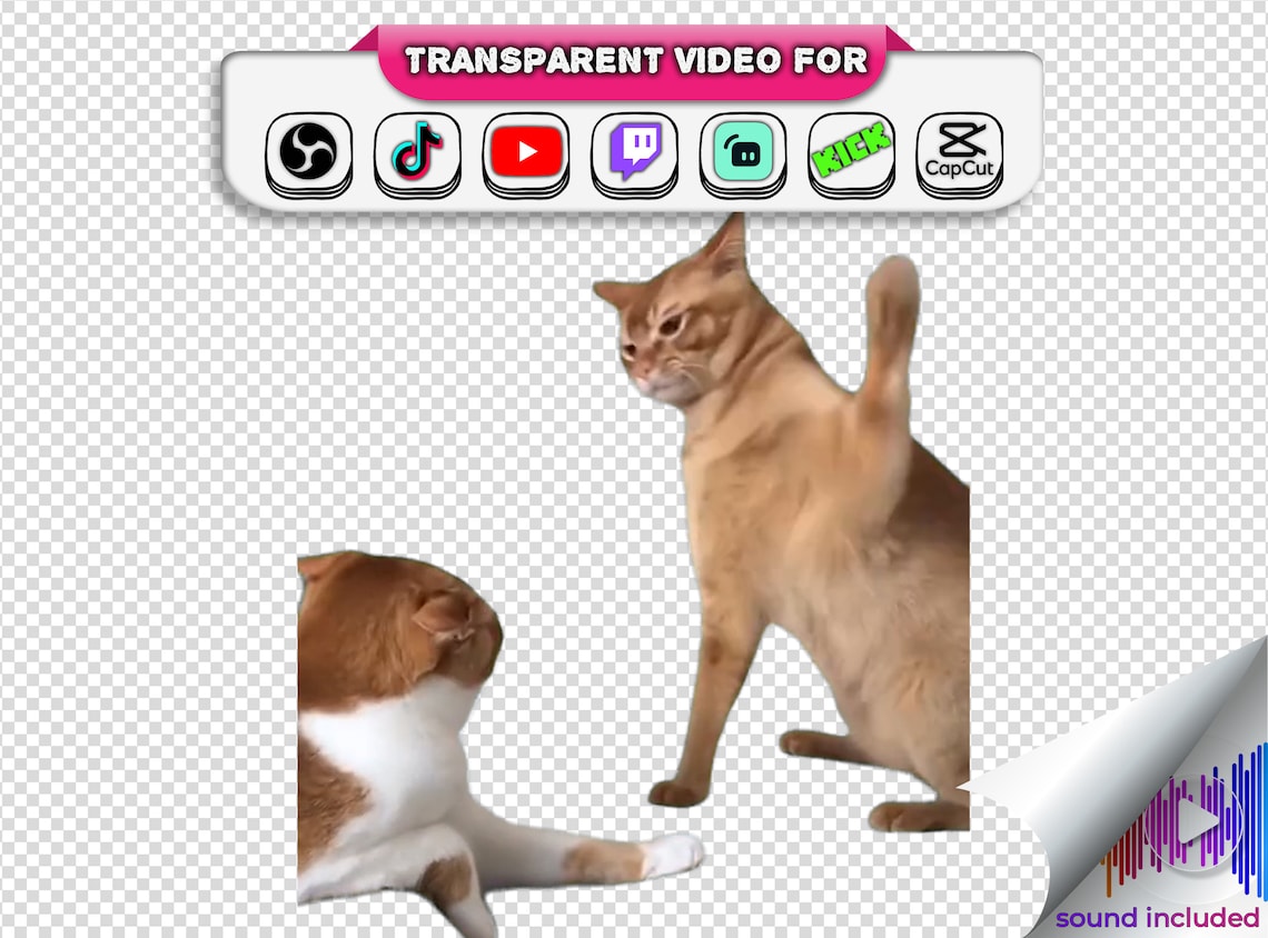 Cat Hits Another Cat Meme Transparent Background Funny Cat Tiktok Viral ...