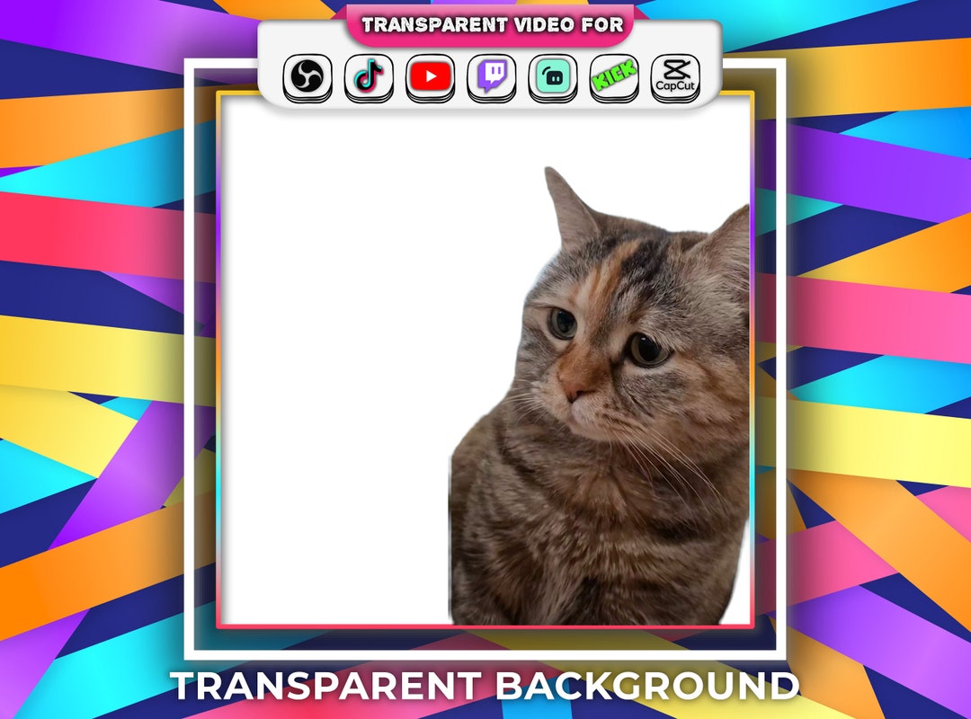 Sad Meowing Cat Meme Transparent Background Dramatic Cat Funny With ...