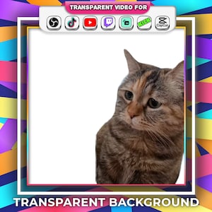 Sad Meowing Cat Meme Transparent Background Dramatic Cat Funny With ...