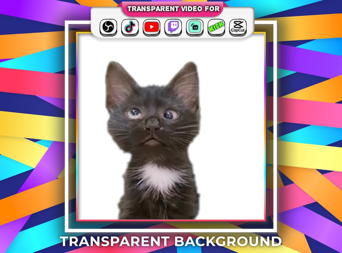 Meowing Cat Meme Transparent Background Funny Cat Meow Tiktok Talk ...