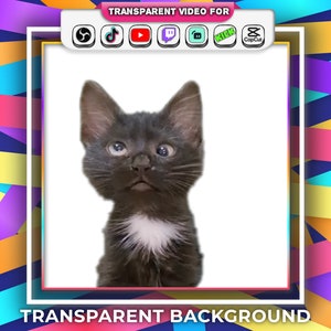 Meowing Cat Meme Transparent Background Funny Cat Meow Tiktok Talk ...