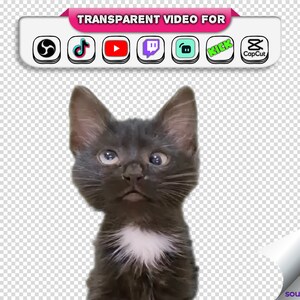 Meowing Cat Meme Transparent Background Funny Cat Meow Tiktok Talk ...