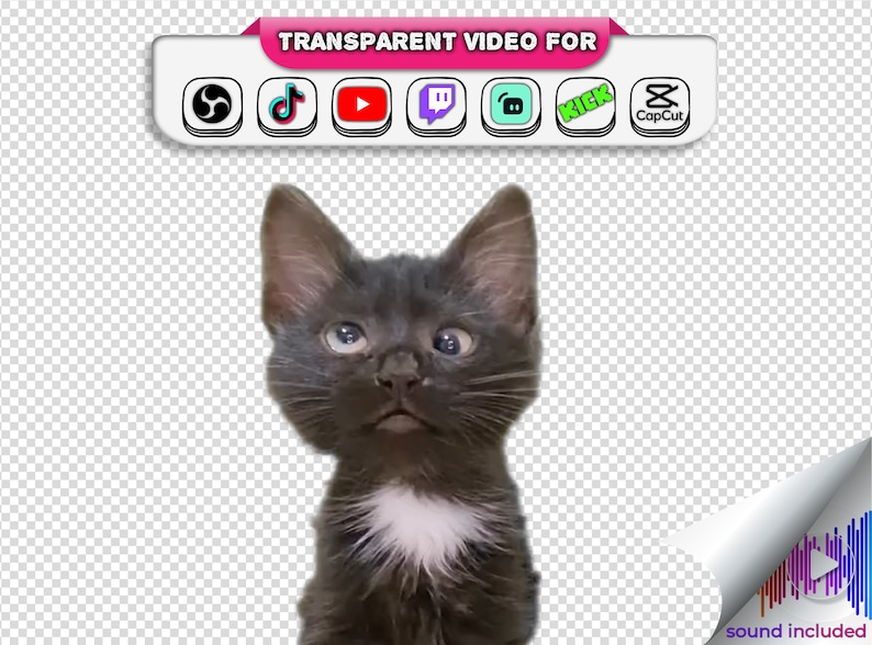 Meowing Cat Meme Transparent Background Funny Cat Meow Tiktok Talk ...