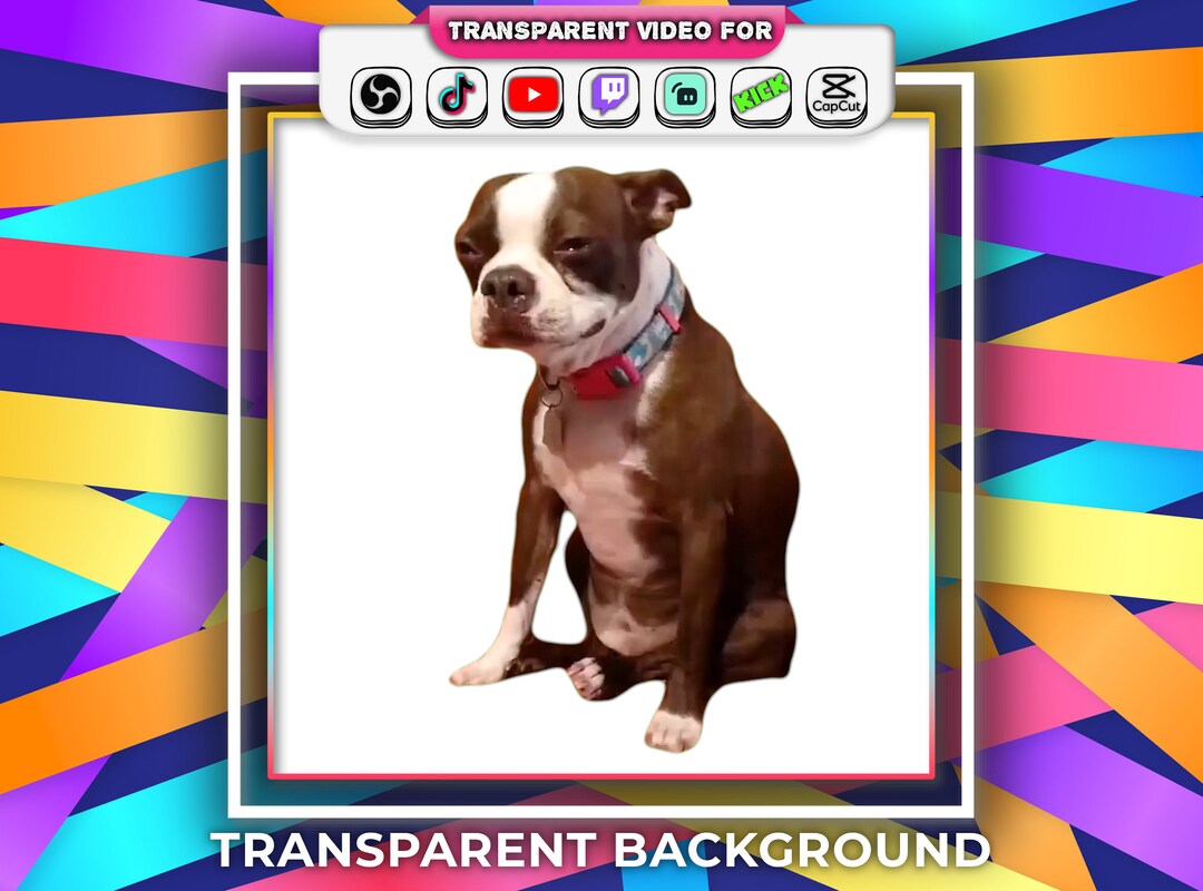 French Dog Crying Meme, Transparent Background, Dramatic Sad Dog Tiktok ...