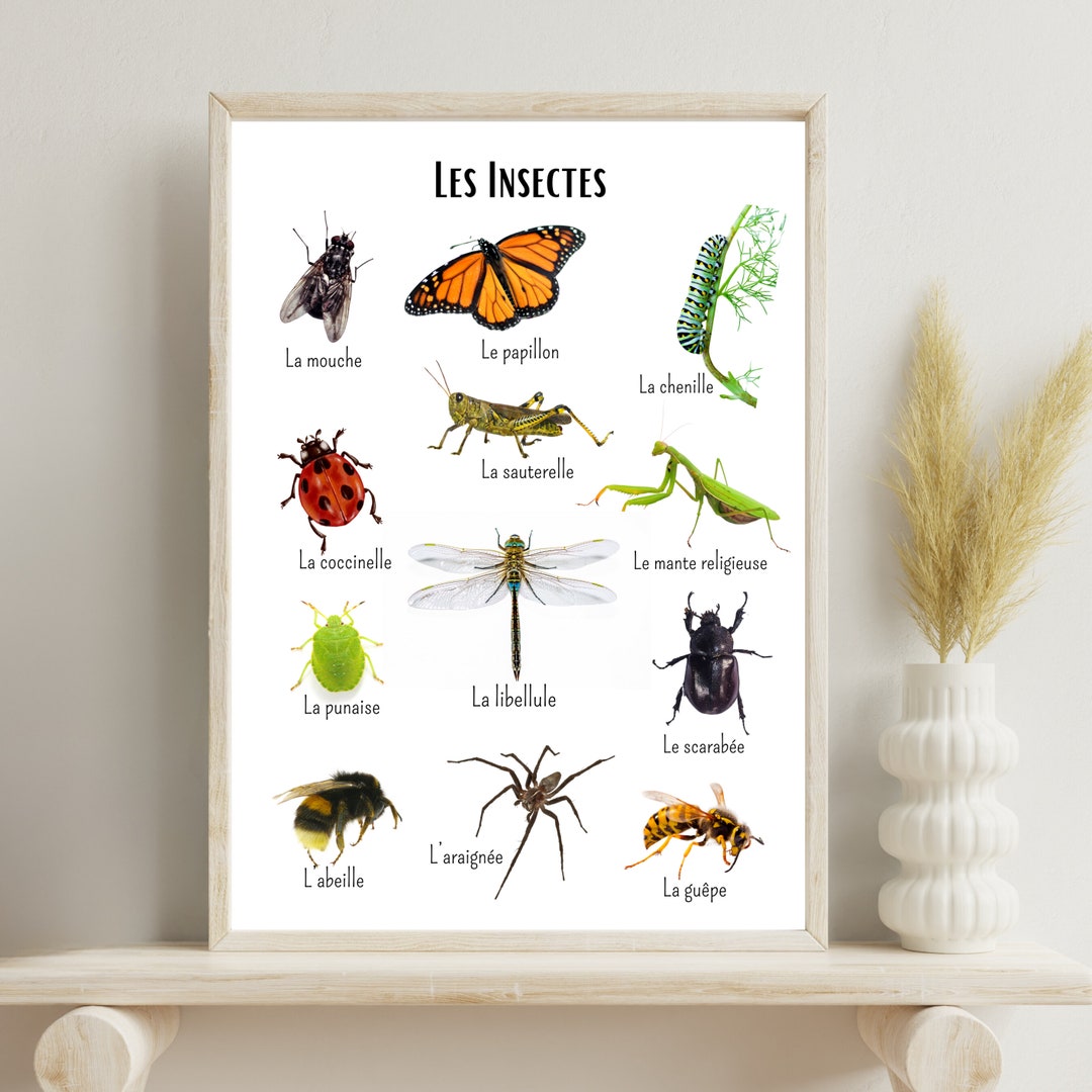 Insects Poster, Educational Poster, Decorative Poster - Etsy
