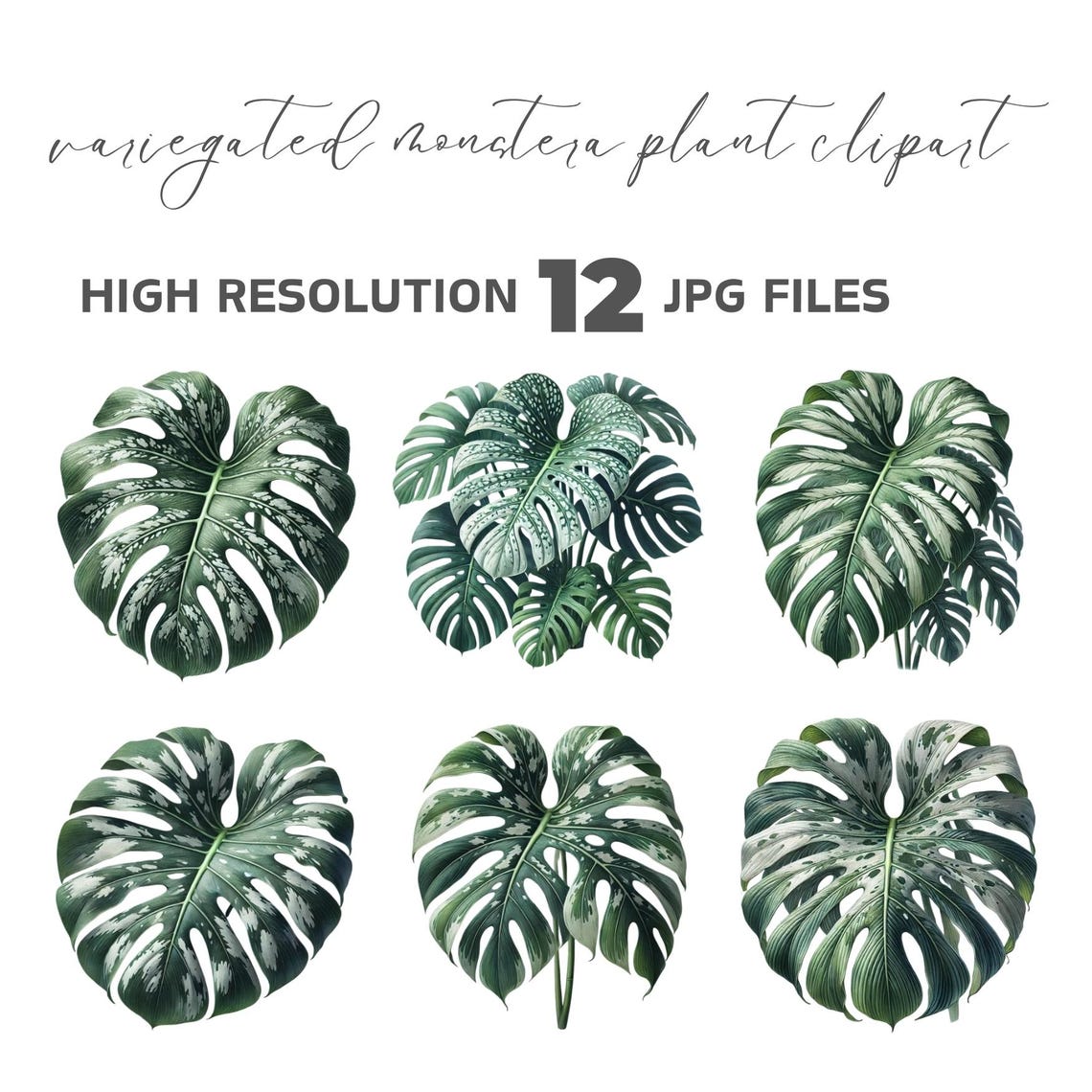 Variegated Monstera Clipart, Jungle Theme Images, Monstera Adansonii ...