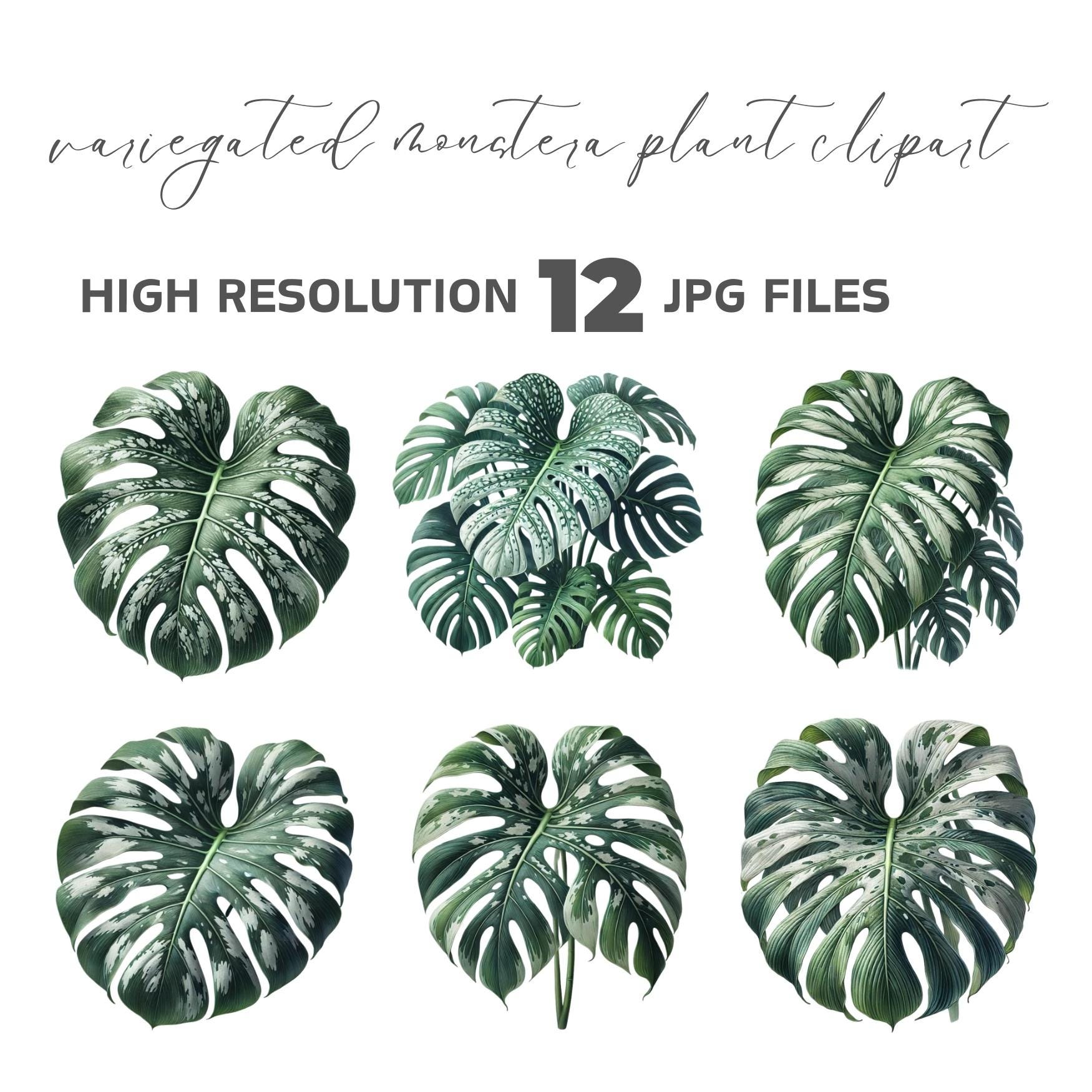 Variegated Monstera Clipart, Jungle Theme Images, Monstera Adansonii ...