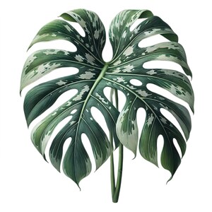 Variegated Monstera Clipart, Jungle Theme Images, Monstera Adansonii ...