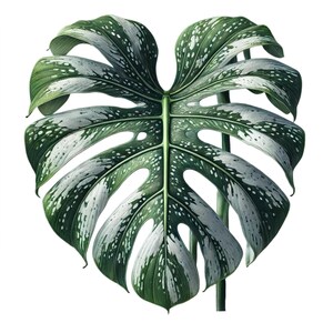 Variegated Monstera Clipart, Jungle Theme Images, Monstera Adansonii ...