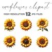 Watercolor Sunflower Clipart Set, Instant Download, Digital Crafting ...