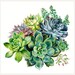 12 Watercolor Succulent Clip Art Set Digital Bundle for Junk Journal ...