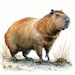Wild Capybara Watercolor Clipart Set for Commercial Use, Instant ...