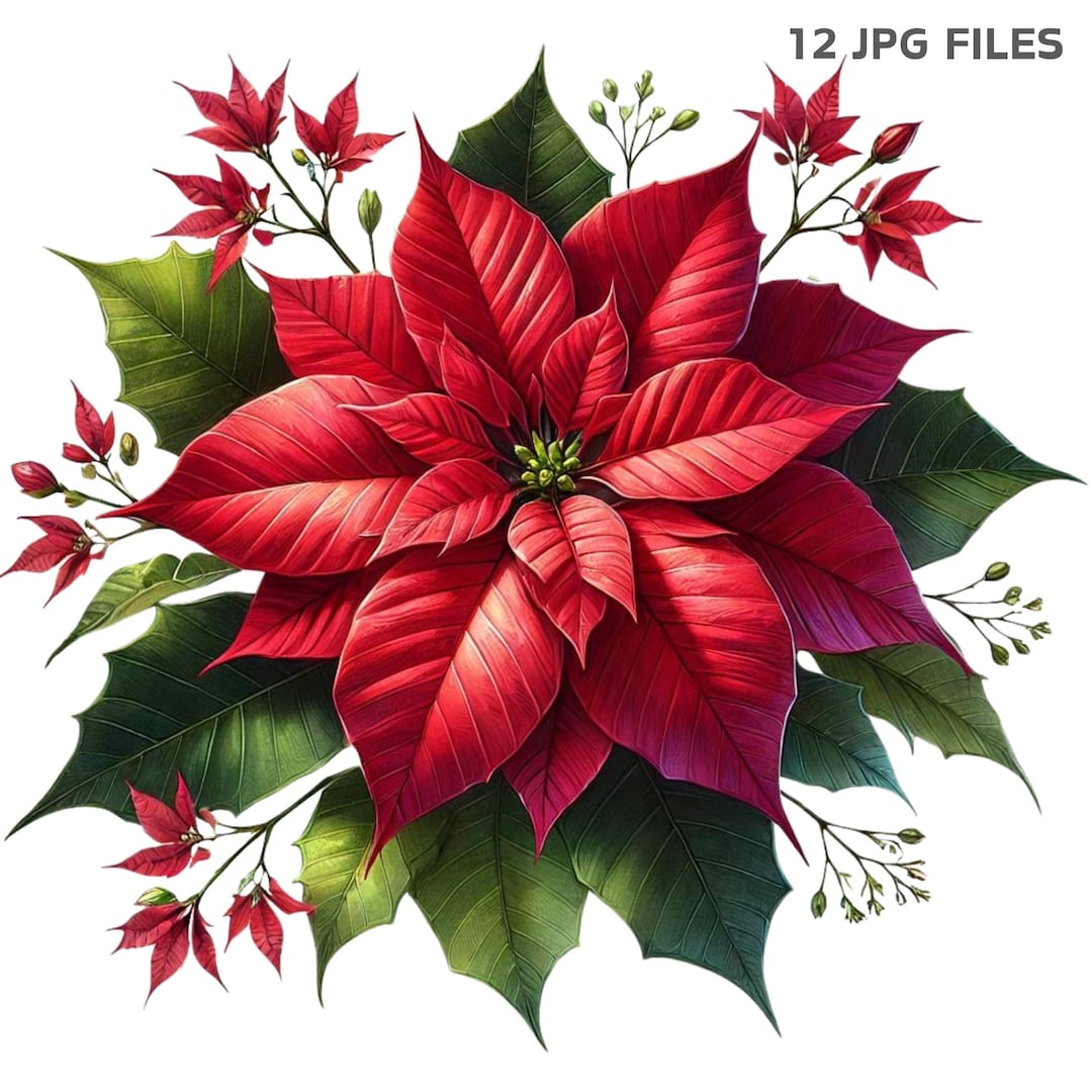Red Poinsettia Watercolor Clipart, Flower Scrapbook Images, Digital ...