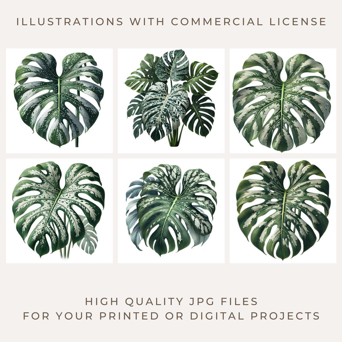 Variegated Monstera Clipart, Jungle Theme Images, Monstera Adansonii ...