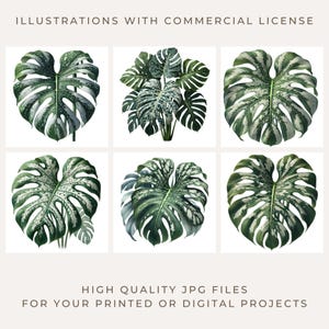 Variegated Monstera Clipart, Jungle Theme Images, Monstera Adansonii ...