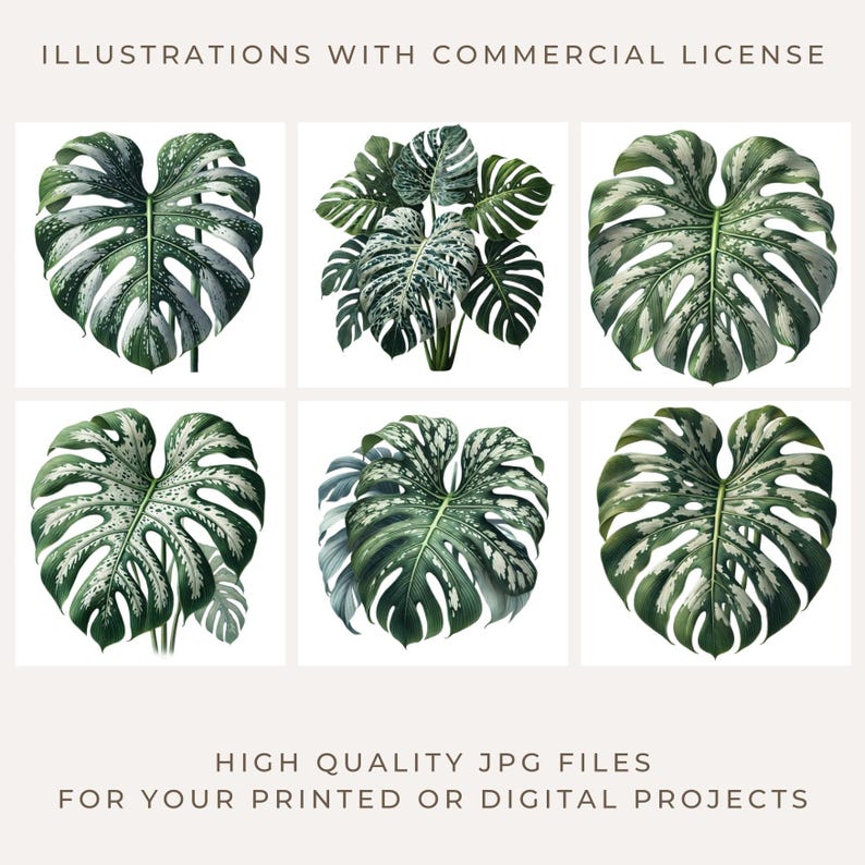 Variegated Monstera Clipart, Jungle Theme Images, Monstera Adansonii ...