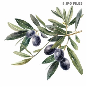 Olive Branch Watercolor Clipart, Digital Download for Wedding, Botanical Olive Clipart, Digital ...